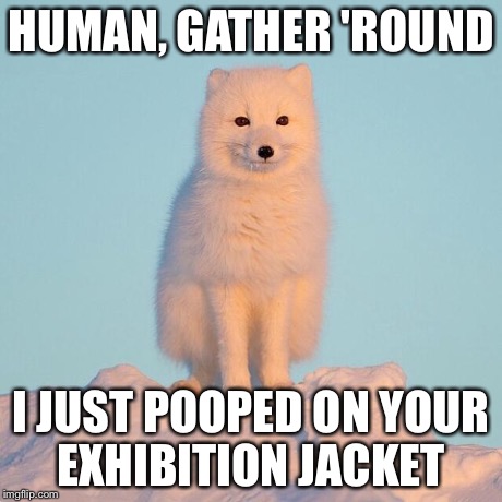 Image tagged in smug fox - Imgflip