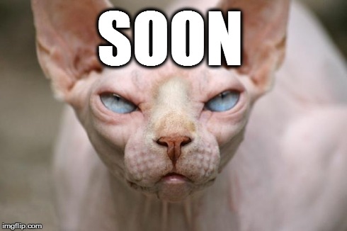 Evil Cat - Imgflip