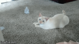 Cat gone wild - Imgflip