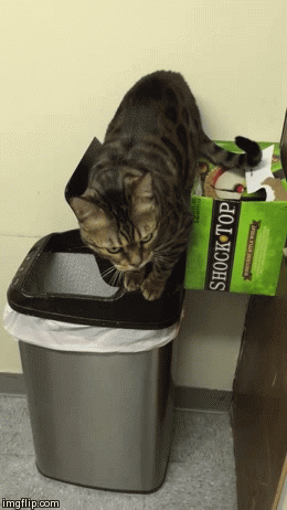 Cat Box Diving - Imgflip