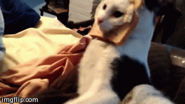 Image tagged in gifs,cats,breading - Imgflip