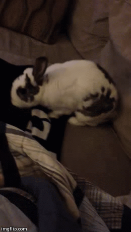 Waldo's Silliest Flop Ever - Imgflip