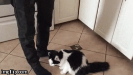 Oreo wants bread - Imgflip