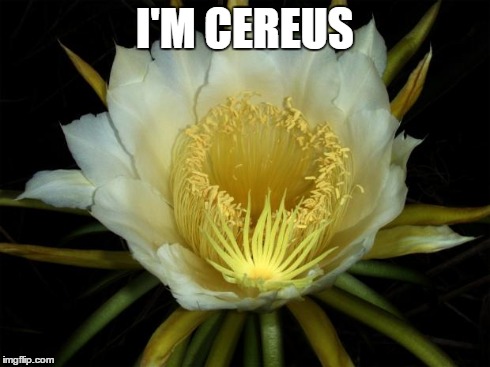 cereus Memes & GIFs - Imgflip