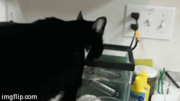 Mmmm, fish water! - Imgflip