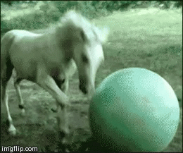 Horse Fail - Imgflip