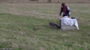 Fox leaps into the air for the first time! - Imgflip