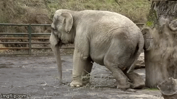 Elephant scratching! - Imgflip