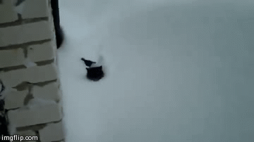 Just a cat swimming... in the snow - Imgflip