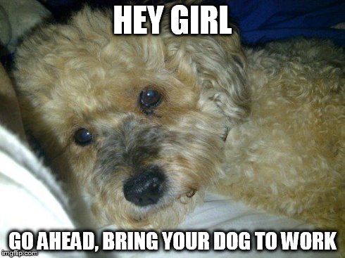 Image tagged in dogs at work - Imgflip