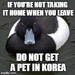 Angry Advice Mallard - Imgflip