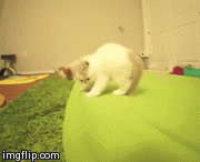 tipsy kitty - Imgflip