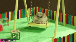 Tiny hamster falling off a tiny swing :D - Imgflip