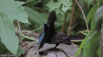 !!!Surprise!!! - Imgflip