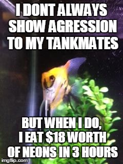 Scumbag Angelfish - Imgflip