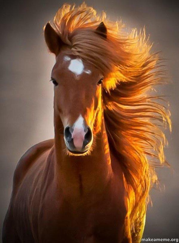 Horse Memes Imgflip