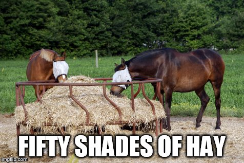 Image tagged in meme,fifty shades of grey,puns - Imgflip