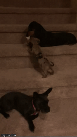 Barrel Roll Wiener Dog - Imgflip