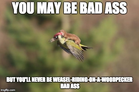 Image tagged in flying weasel - Imgflip