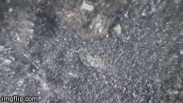 Bobbit worm attacks! (weird) - Imgflip