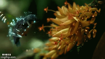 hummingbird and flowers - Imgflip