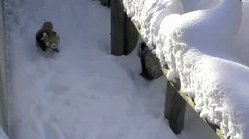 Image tagged in gifs,animals,cute - Imgflip