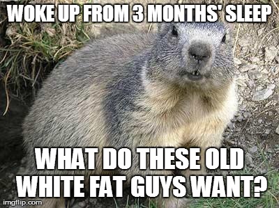 Angry Groundhog Memes