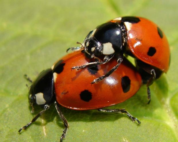 Love Bug Blank Template Imgflip