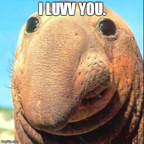 Image tagged in happyelephantseal - Imgflip