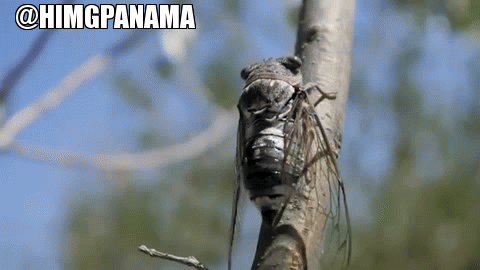 Cicadas - Imgflip