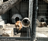 Frantic Fox - Imgflip