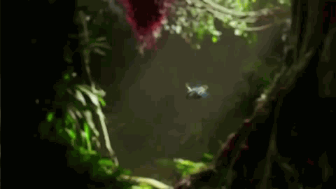 Beautiful Hummingbird with Flower - Imgflip