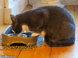 Animated GIF - Imgflip