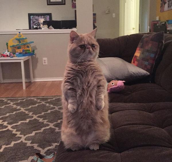 Standing Cat Meme Template