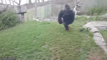 When a Silverback attacks. - Imgflip