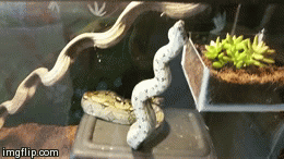 Dotty's Dinner time - Imgflip