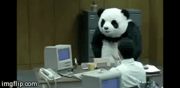 Panda Cheese Office - Imgflip