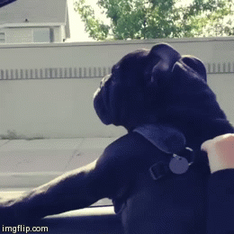 Dog checks out da ladies - Imgflip