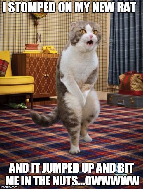 Gotta Go Cat Meme - Imgflip