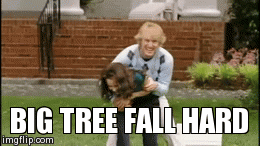 bigtreefallhard - Imgflip