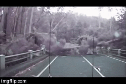 Wind storm Tree Fall - Imgflip