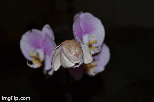 Blooming Orchid - Imgflip