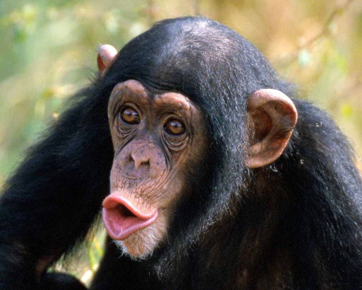 Monkey Memes Imgflip