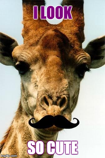 giraffe stache - Imgflip