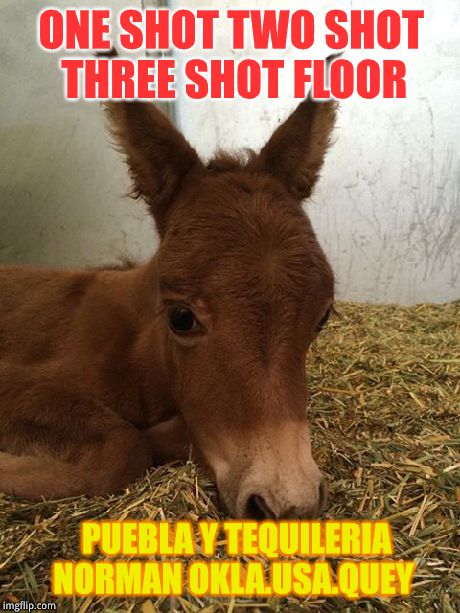 Image tagged in heeee haaaaw - Imgflip