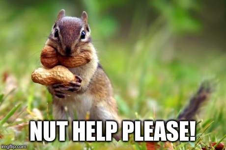 Squirrel Error - Imgflip