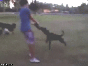 Ryder "the soccer dog" Going For a Spin - Imgflip