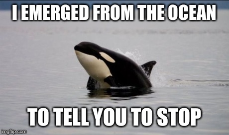 Orca wants you to stop embarrassing yourself online. - Imgflip