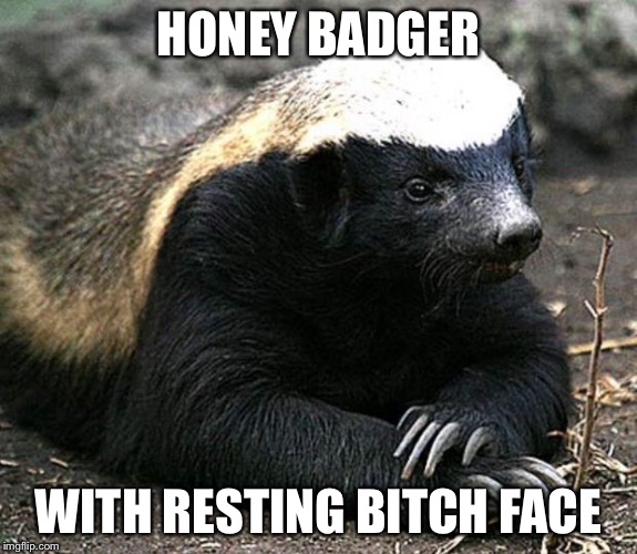 Honey badger - Imgflip