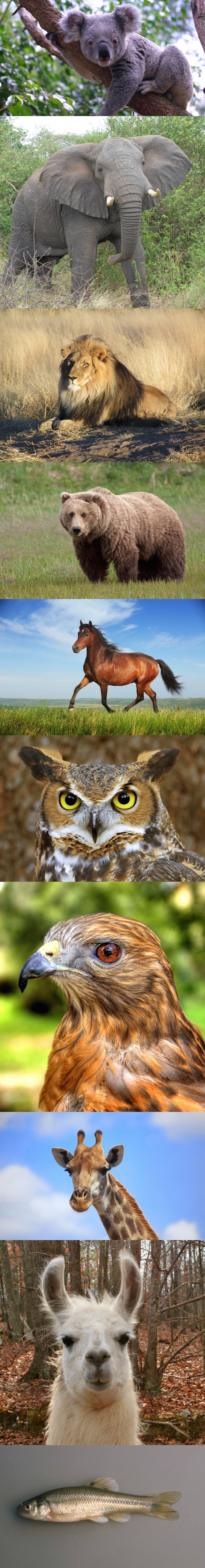 Animal Puns Blank Template Imgflip